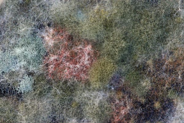 Signs of Mold in a Home: Your Guide to Avoiding a Health Hazard