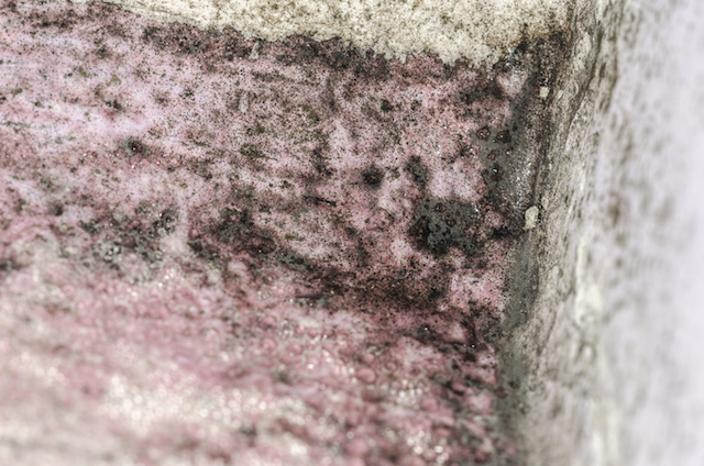 All About Pink Mold | HomeCleanse
